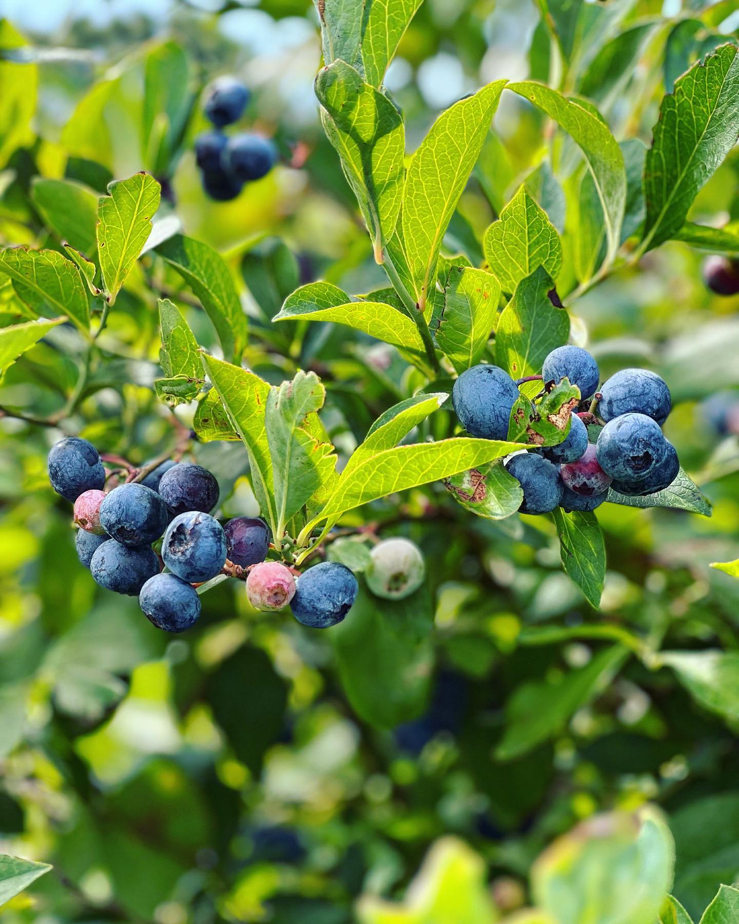 TIPS + TRICKS ON TV | Food Find: blueberries from Wild Blue Acres ...